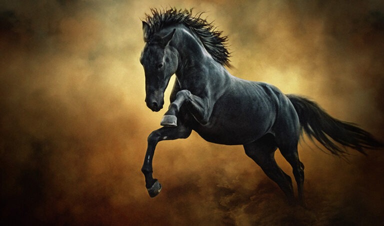 Le cheval le plus célèbre : Bucéphale, le destrier d'Alexandre le Grand