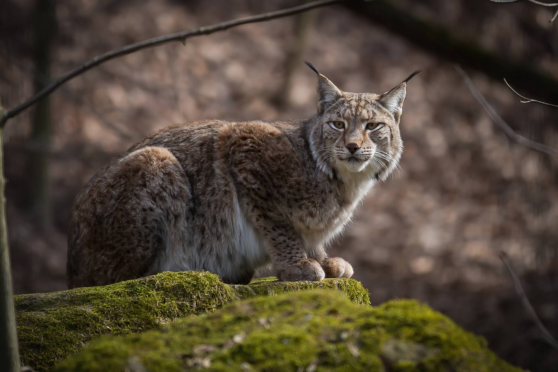 Naissances de lynx sauvages dans les Vosges : les premières depuis 300 ...
