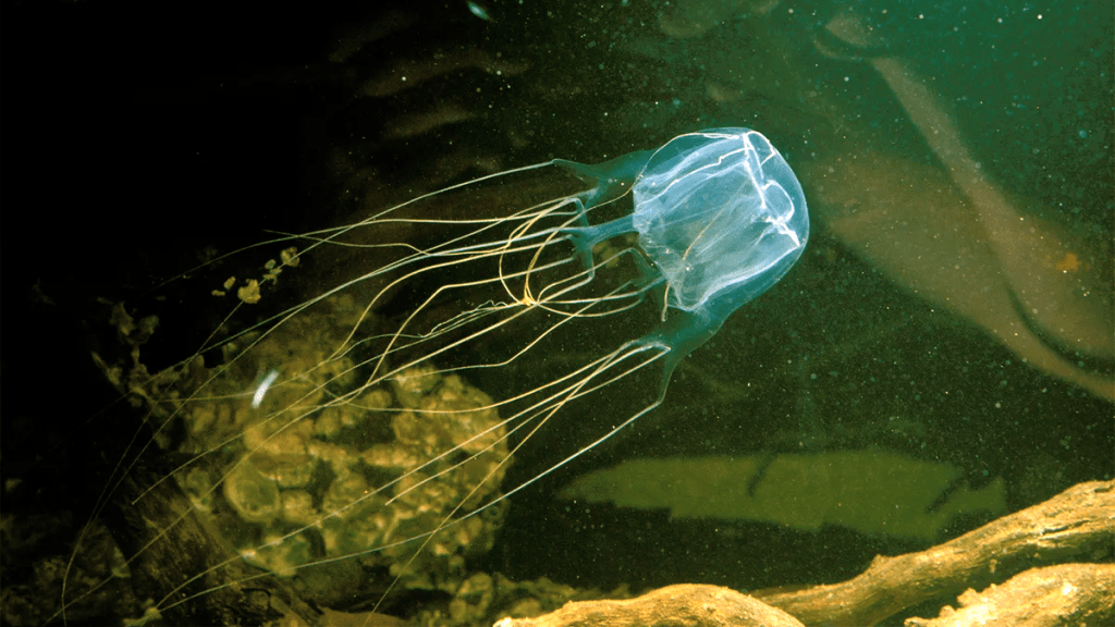 La cuboméduse : la méduse la plus dangereuse du monde